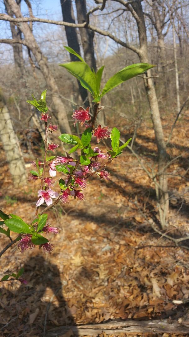 Identification | Beesource Beekeeping Forums