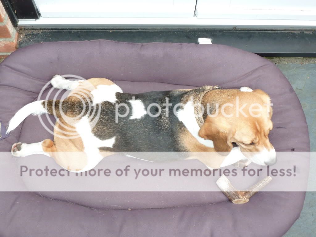 dogs with"frog" legs | UK Pet Forums Forum