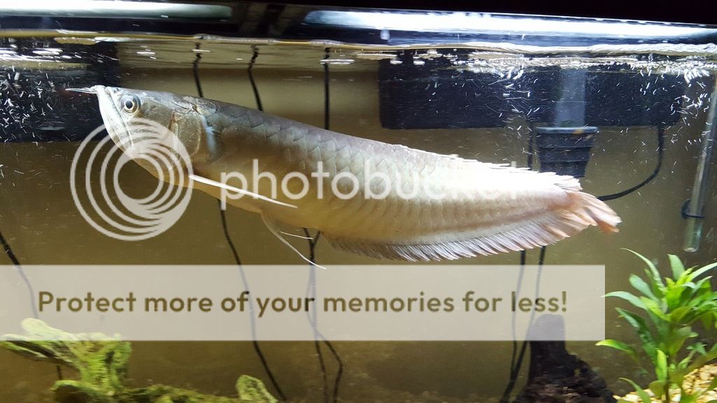 Official arowana showcase Thread (Post with Photos) | Page 73 ...